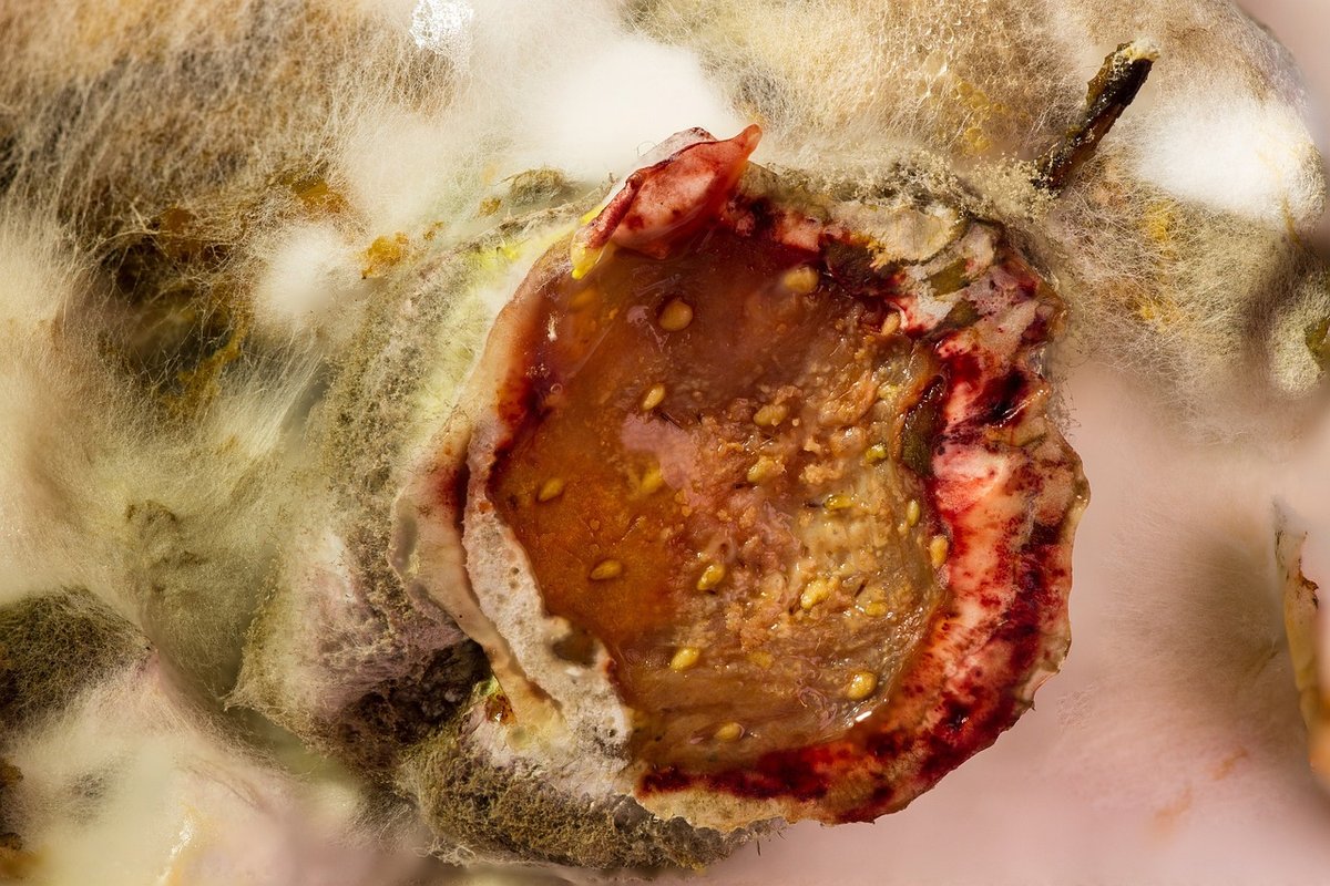 Discover the Moldy Bread Experiment for Kids - The Parenting Pro