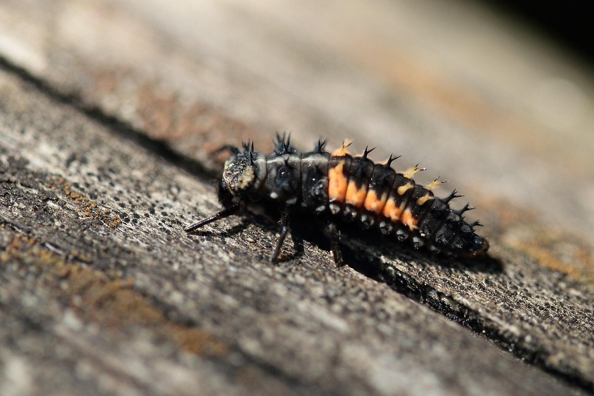 Stages of Play Development in Children: A Guide to Growth and Learning ...